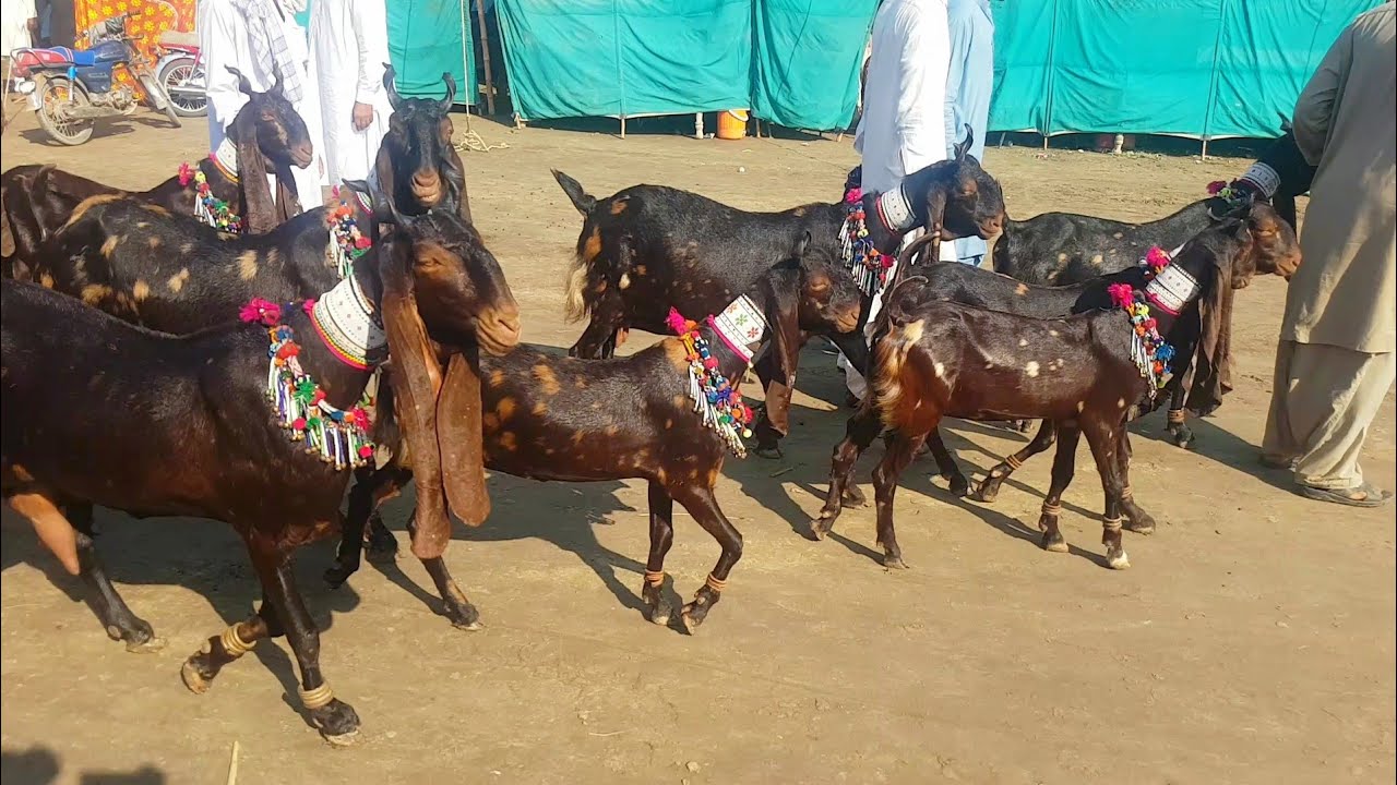 High Quality Kamori Goats at Jam Goat Show 2019| Interview with Owner ...