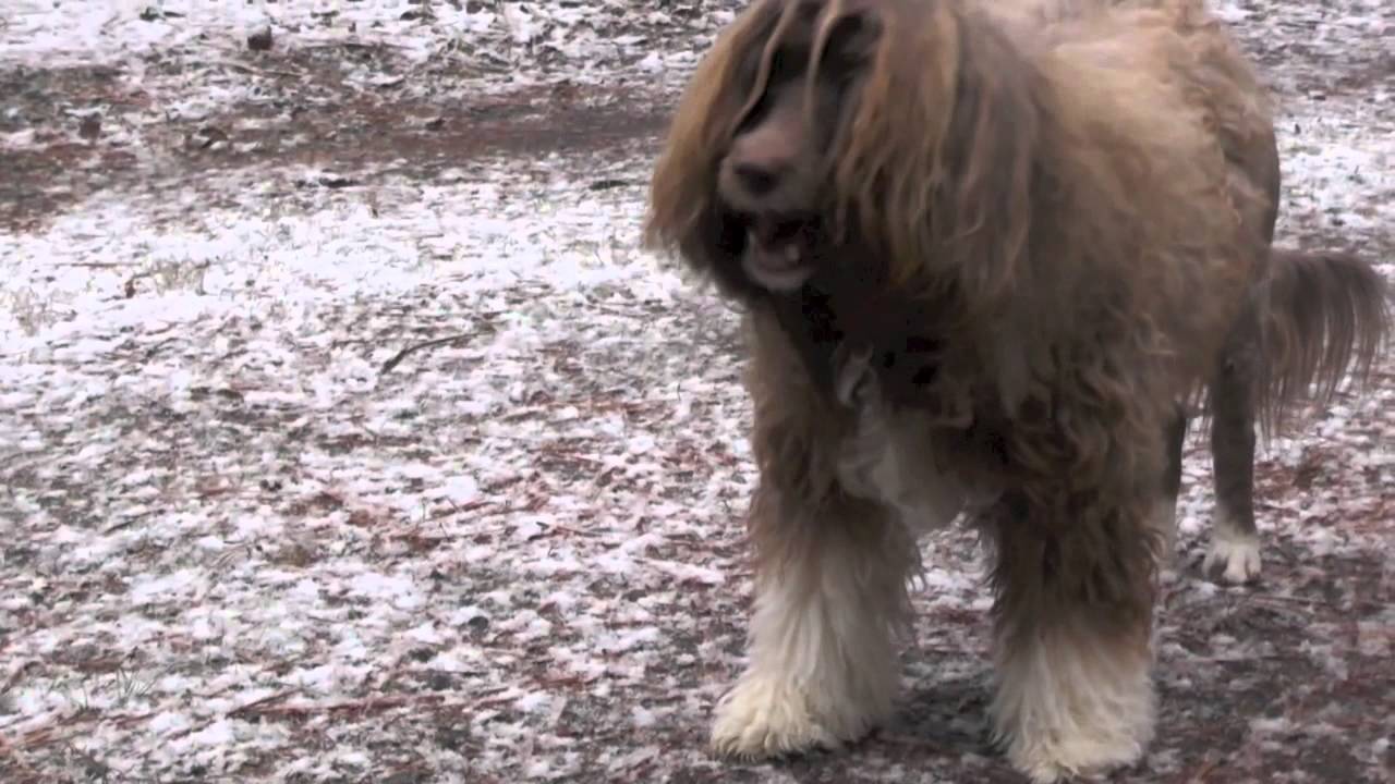 Atlanta Snow Woohoo: Dog Plays Game of Toss - YouTube