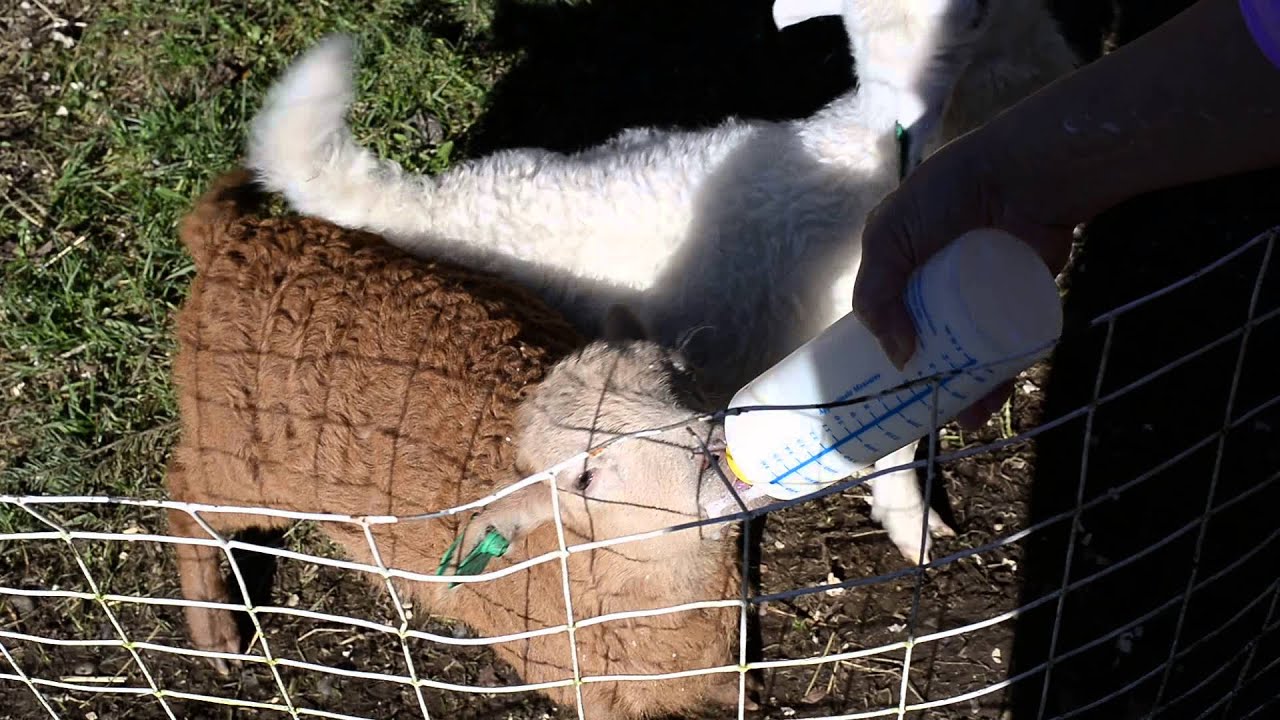 5 and 6 week old (Katahdin) bummer lambs - YouTube