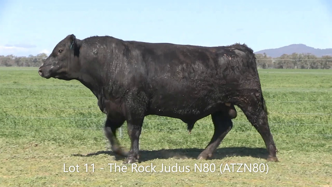 The Rock Angus ATZN80 - YouTube