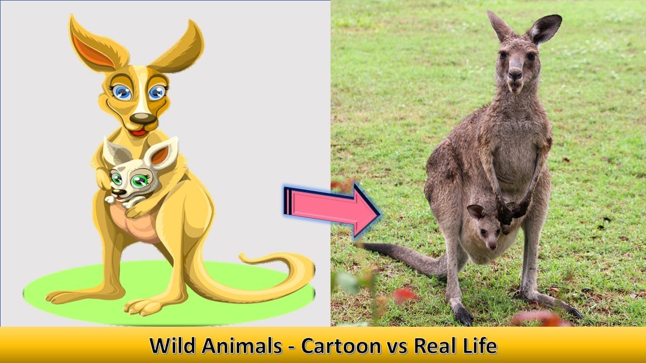 Wild Animals Cartoon vs Real Life - YouTube