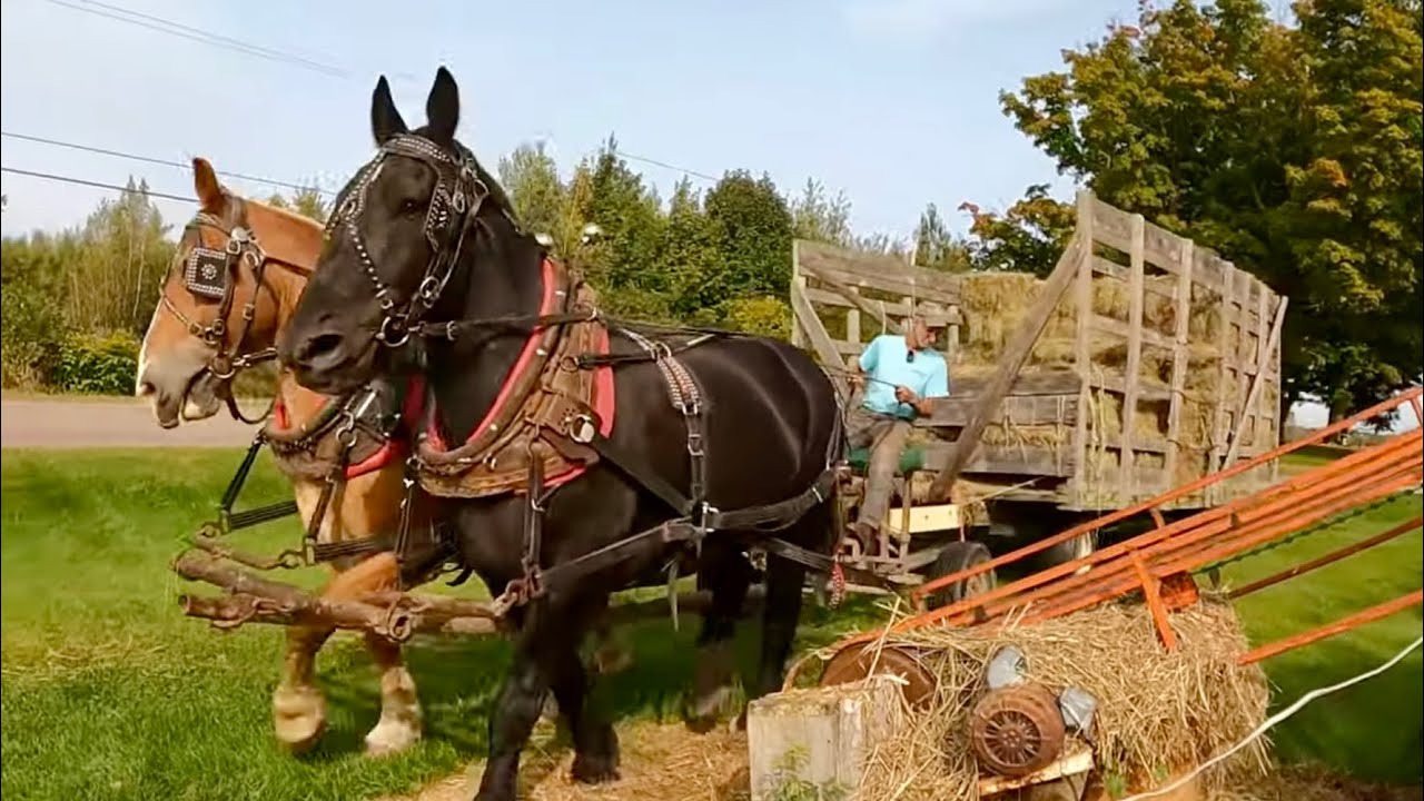 Preparing for a Weekend Away with Draft Horses!! // Draft Animal Power ...