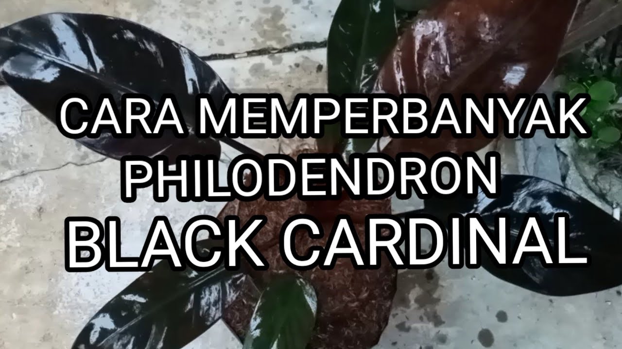 CARA BUDIDAYA TANAMAN HIAS.PHILODENDRON BLACK CARDINAL - YouTube