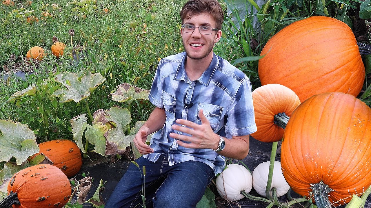 My Pumpkin Patch WORKED!? Growing Pumpkins, Complete Garden Tour - YouTube
