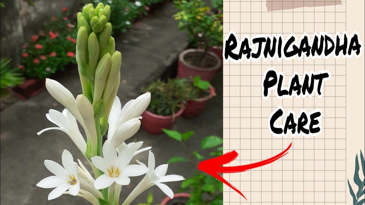 Rajnigandha Flower Plant