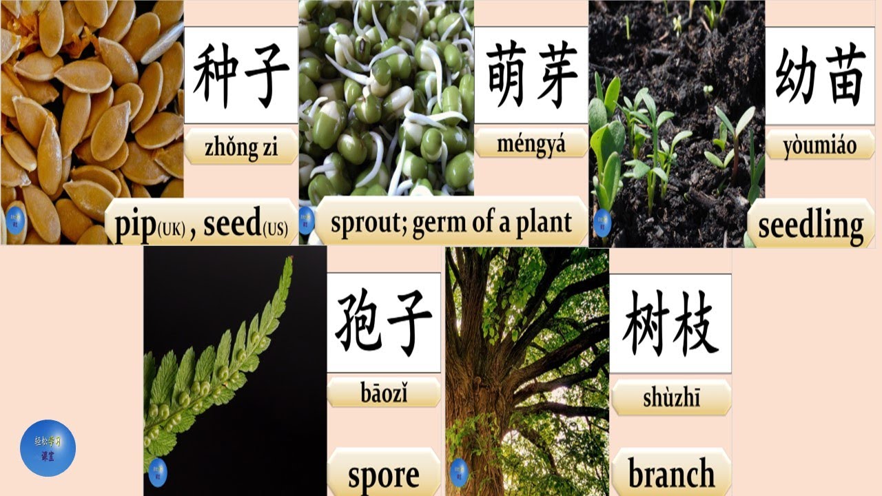 Parts of Plants 植物的部分 How to write 种子 pip seed 萌芽 sprout 幼苗 seedling 孢子 ...