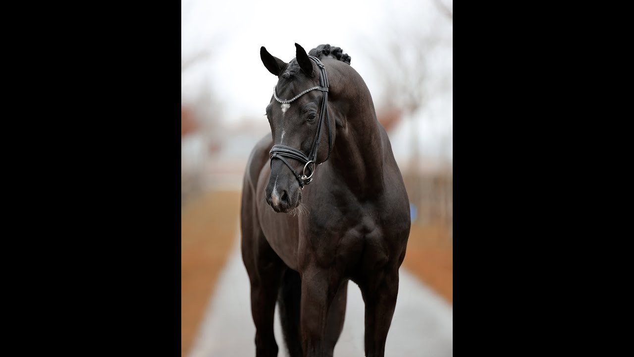 4yo licensed & approved stallion by Le Formidable - YouTube