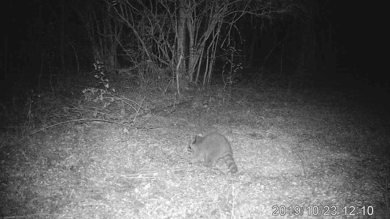 The C.A.P Coons Roots Of Flesh Blood Real Coons With Em Goons Live ...