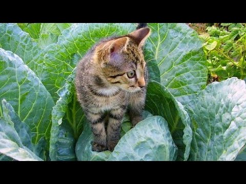 7 способов отпугнуть от грядок кошек. Кошки во дворе, кошки в огороде ...
