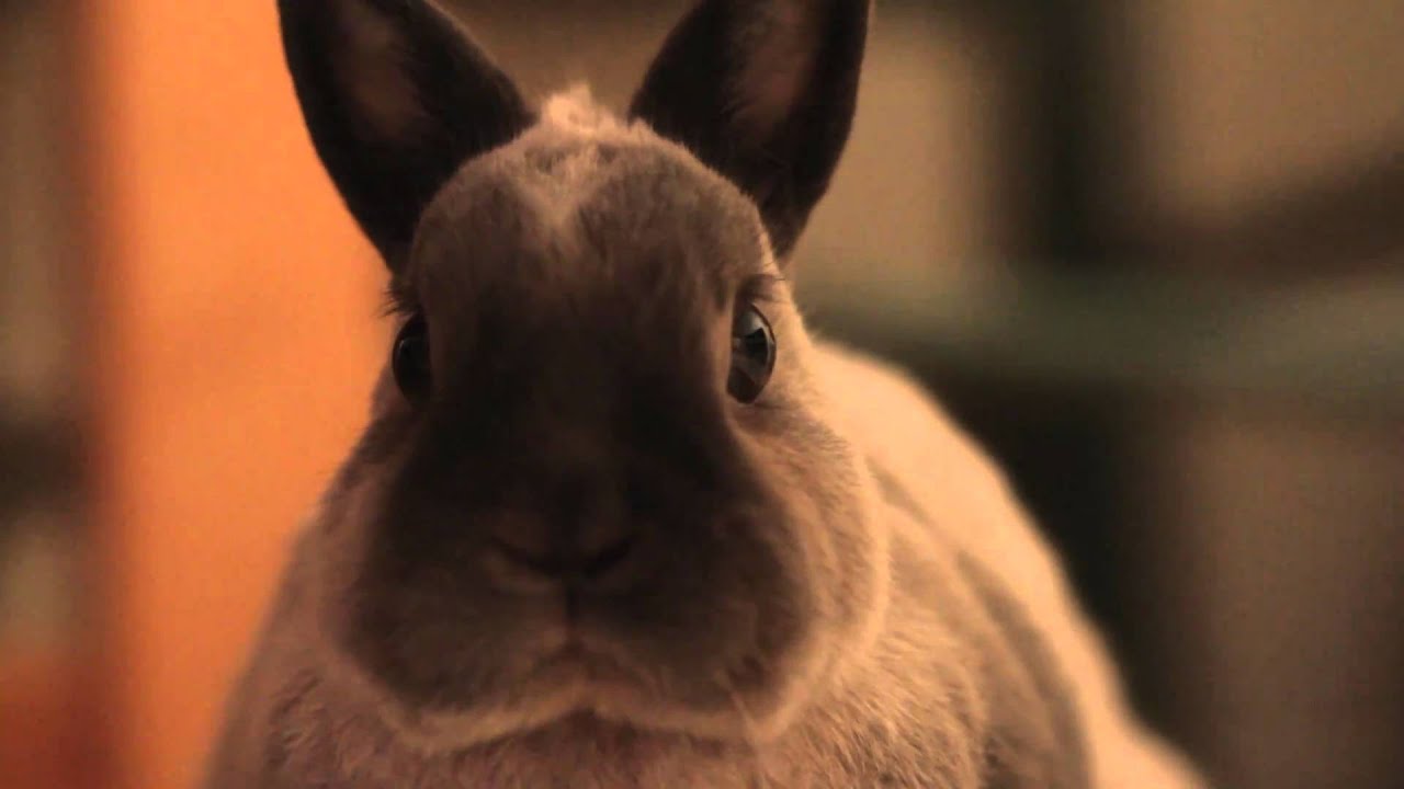 Serious bunny swearing - censored - YouTube