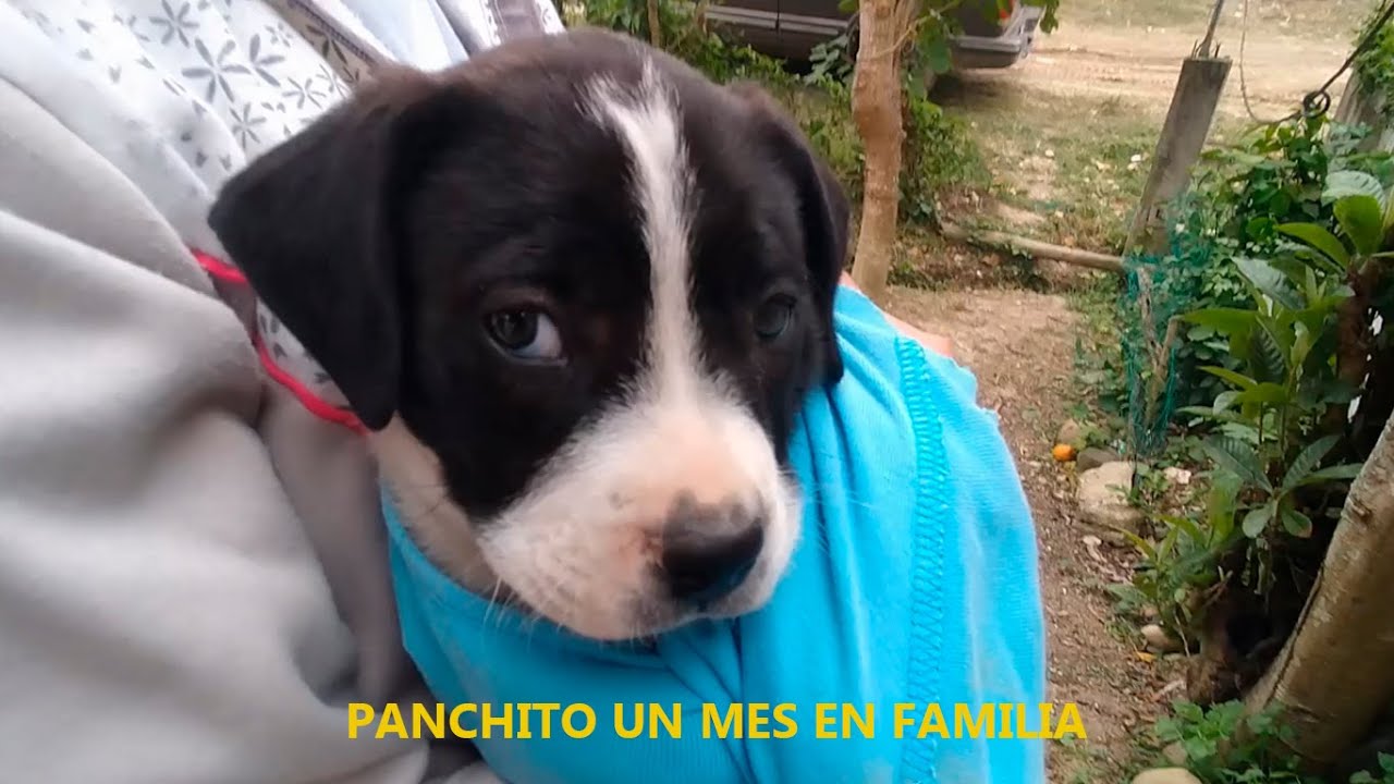 ya un mes con nosotros cachorro panchito #perrito #pitbull tipo bull ...