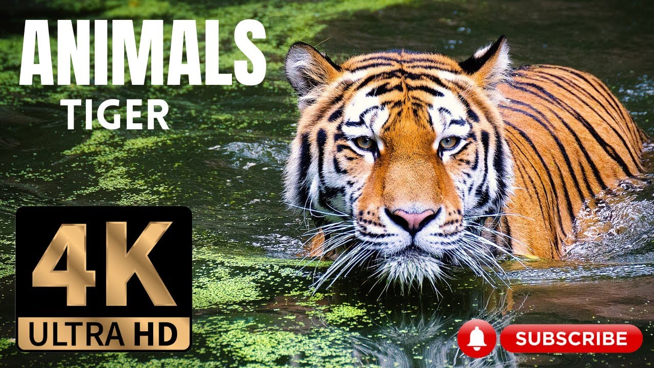Animals Of The World 4K | Scenic Wildlife Film With Calming Music | 4K ...