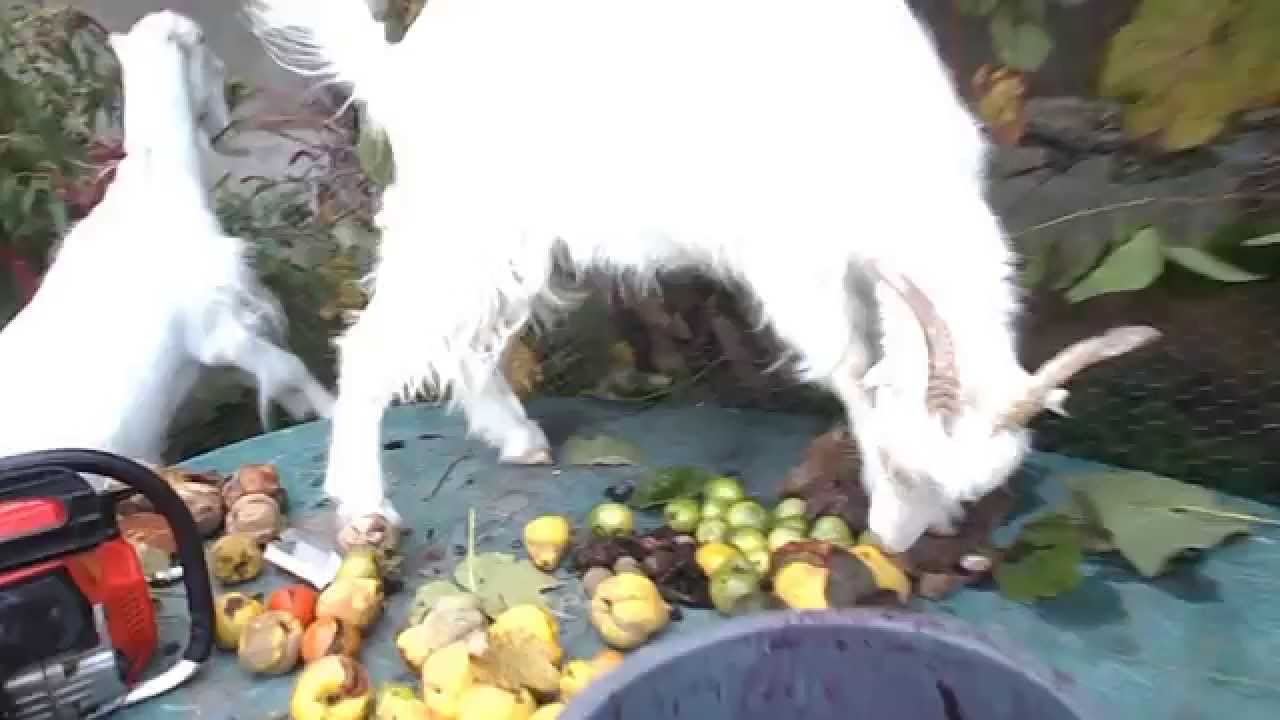 Caprite naravase ( alba de banat )/Goats ( withe banat county ) - YouTube