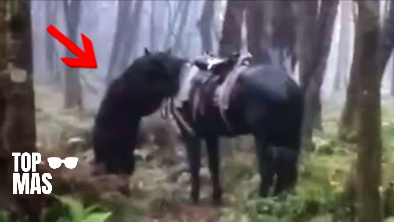 OSO ATACA A JINETE Y SU CABALLO / Top 5 batallas de animales / LEY DEL ...