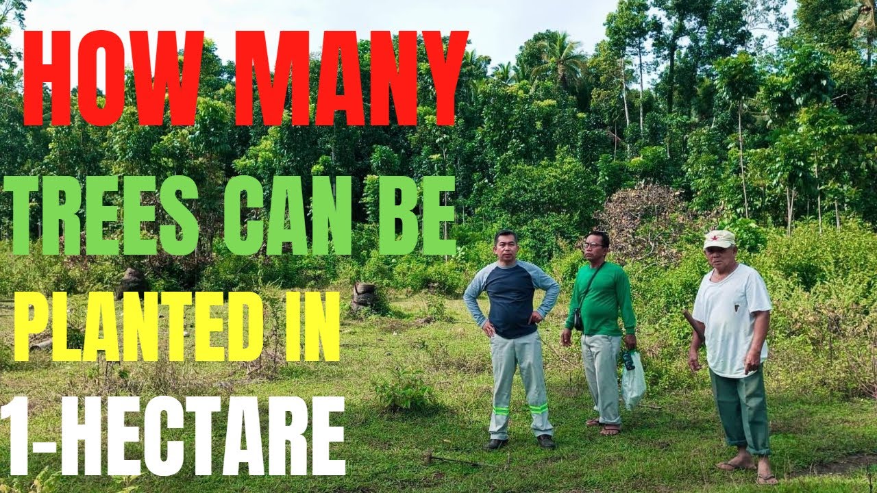How Many Mahogany And Agarwood Trees Can Be Planted In 1 hectare Tree