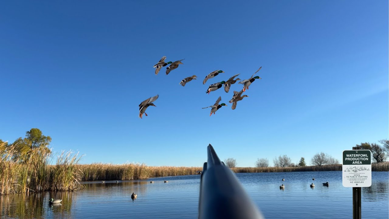 SOLO PUBLIC LAND Duck Hunting!! (All Drake LIMIT!) - YouTube