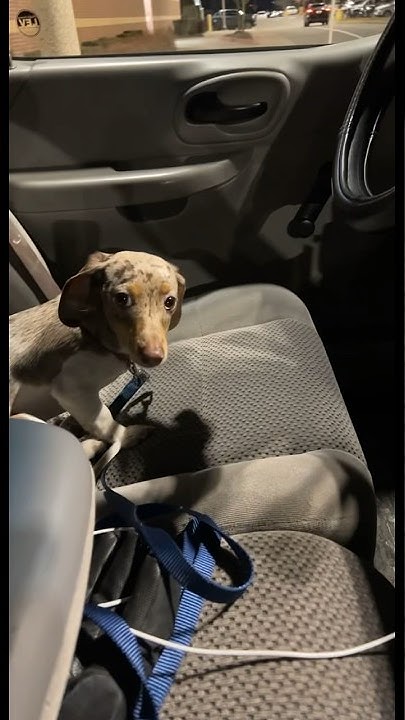 Snippets of Life as a New Dachshund Owner #dachshund #wienerdog #dog # ...