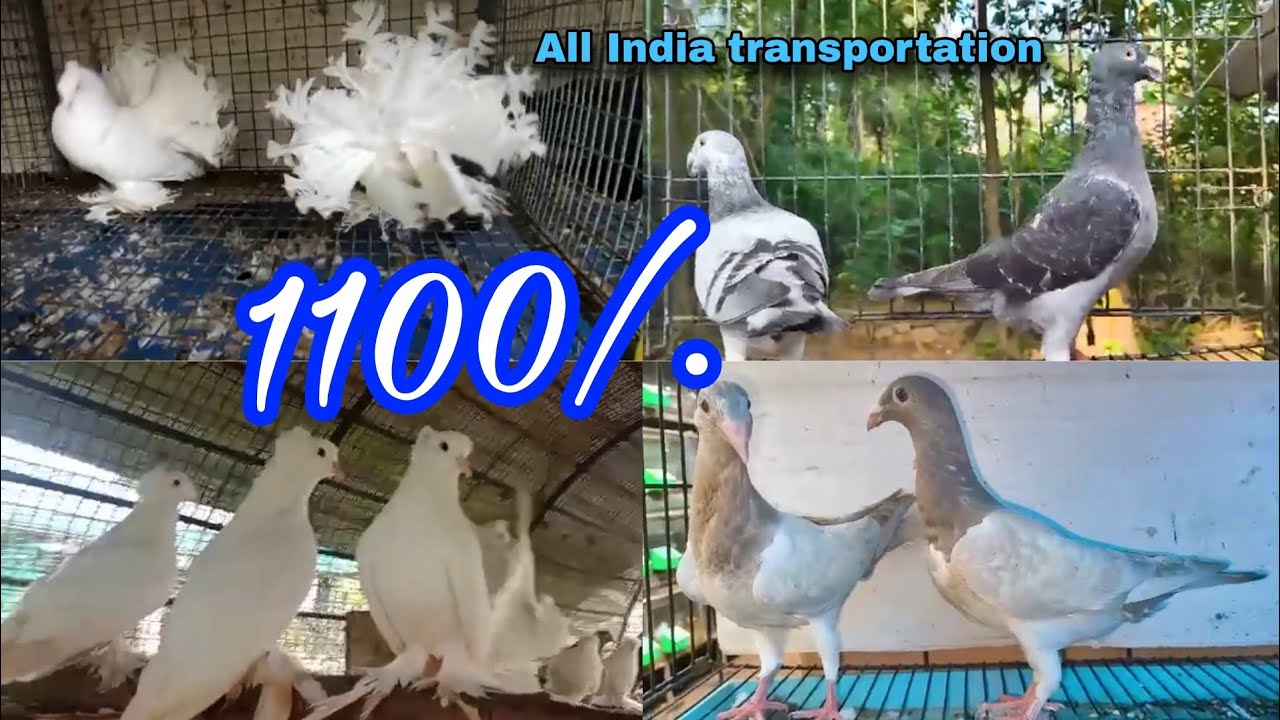 Hungarian pigeon sale - Fantail pigeon - Jacobin pigeon - German Beauty ...