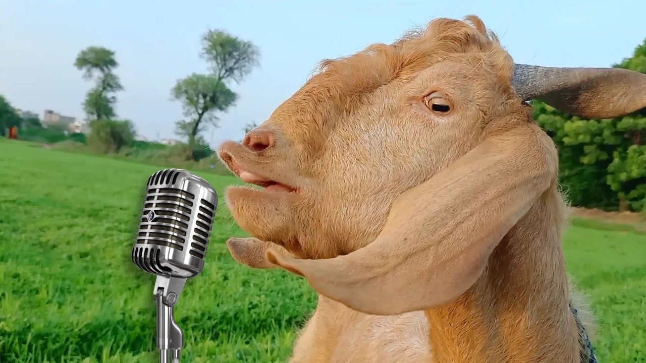 Funny Goat🐐Screaming 4K Song | ASMR loving Goat eating Grass - YouTube