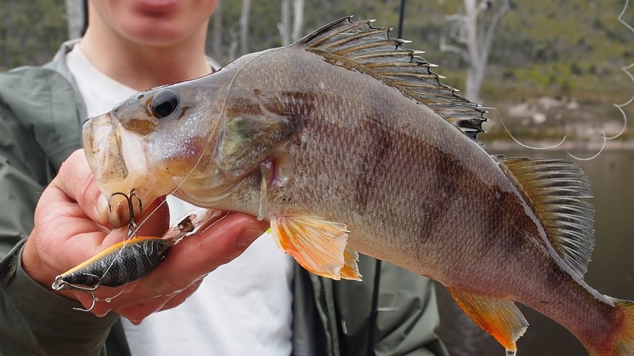 REMOTE Camping Lake GORDON!! (Redfin Perch and Mountain Climbing) - YouTube
