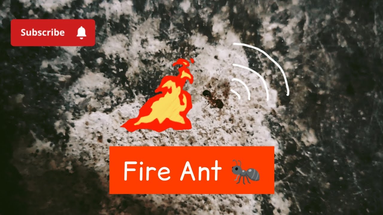Fire Ant Video || आग चींटी वीडियो || Killer 🐜 Ant Video || #ant # ...