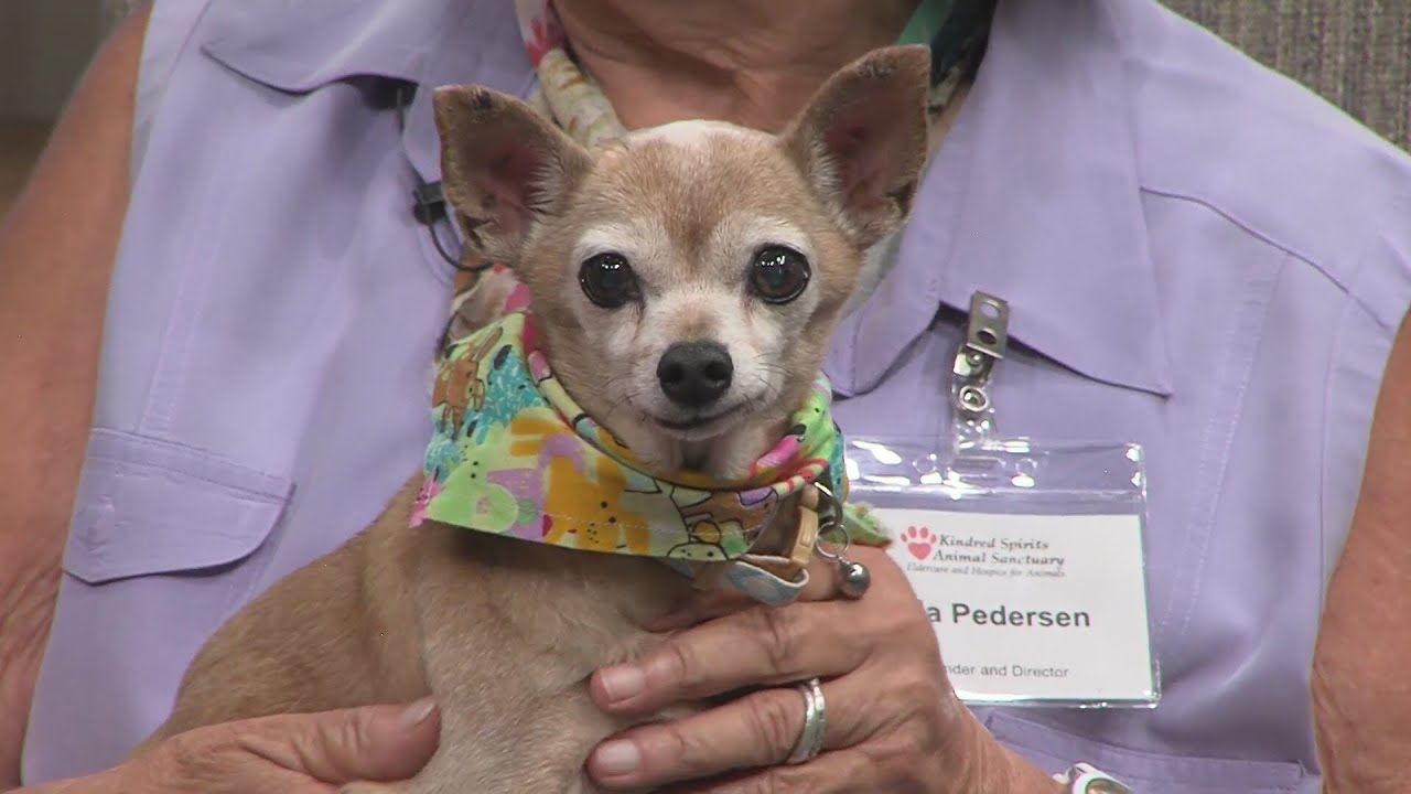 Kindred Spirits Animal Sanctuary hosting annual art show fundraiser ...