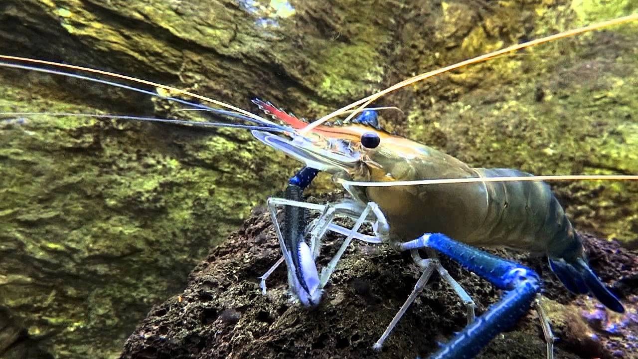 Crevette géante très occupée dans un aquarium - YouTube