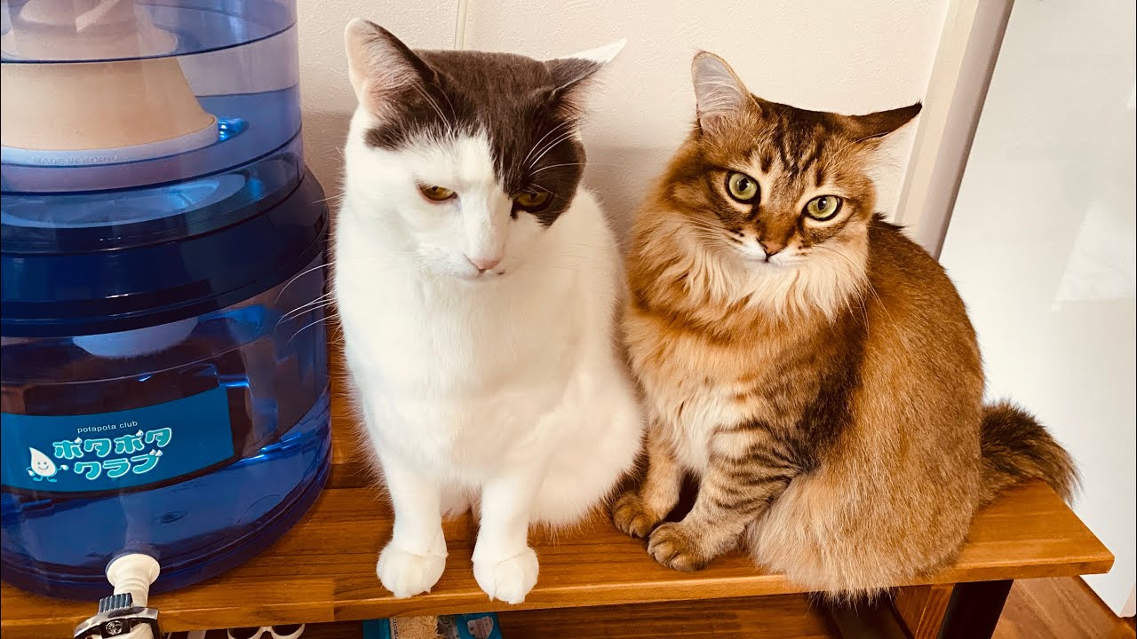 侘び寂びの猫/ wabi sabi cat〜日々是猫130〜 - YouTube