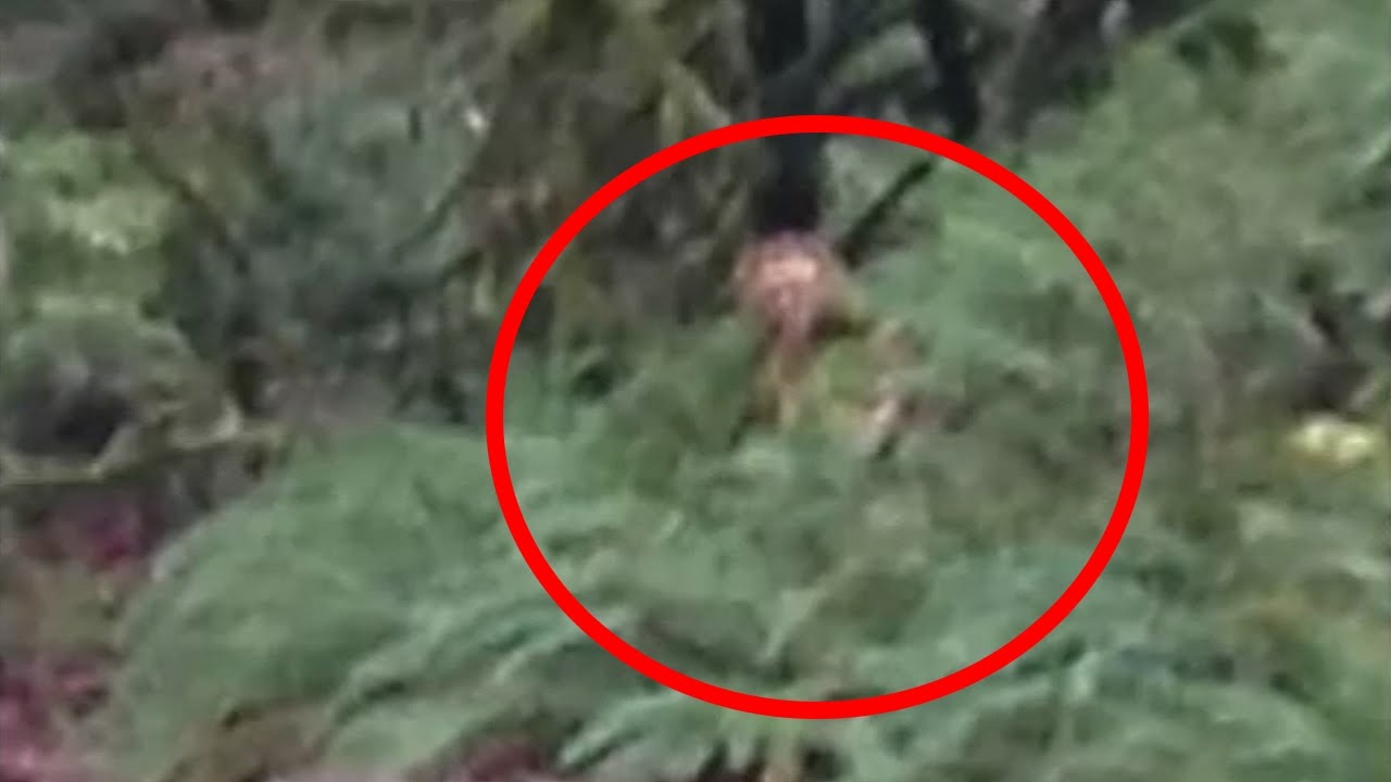 BIGFOOT SCARES LADY SHITLESS 2015 - YouTube