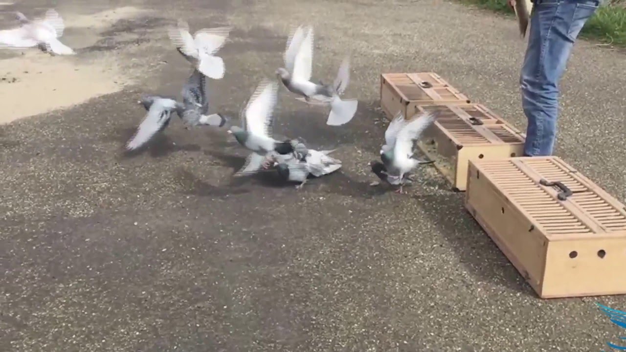 Preparing for new season | Old birds training flight | In slow-motion ...