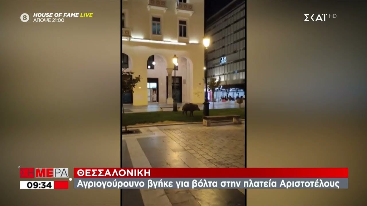 Θεσσαλονίκη: Αγριογούρουνο "έκοβε" βόλτες στην Αριστοτέλους | Σήμερα ...