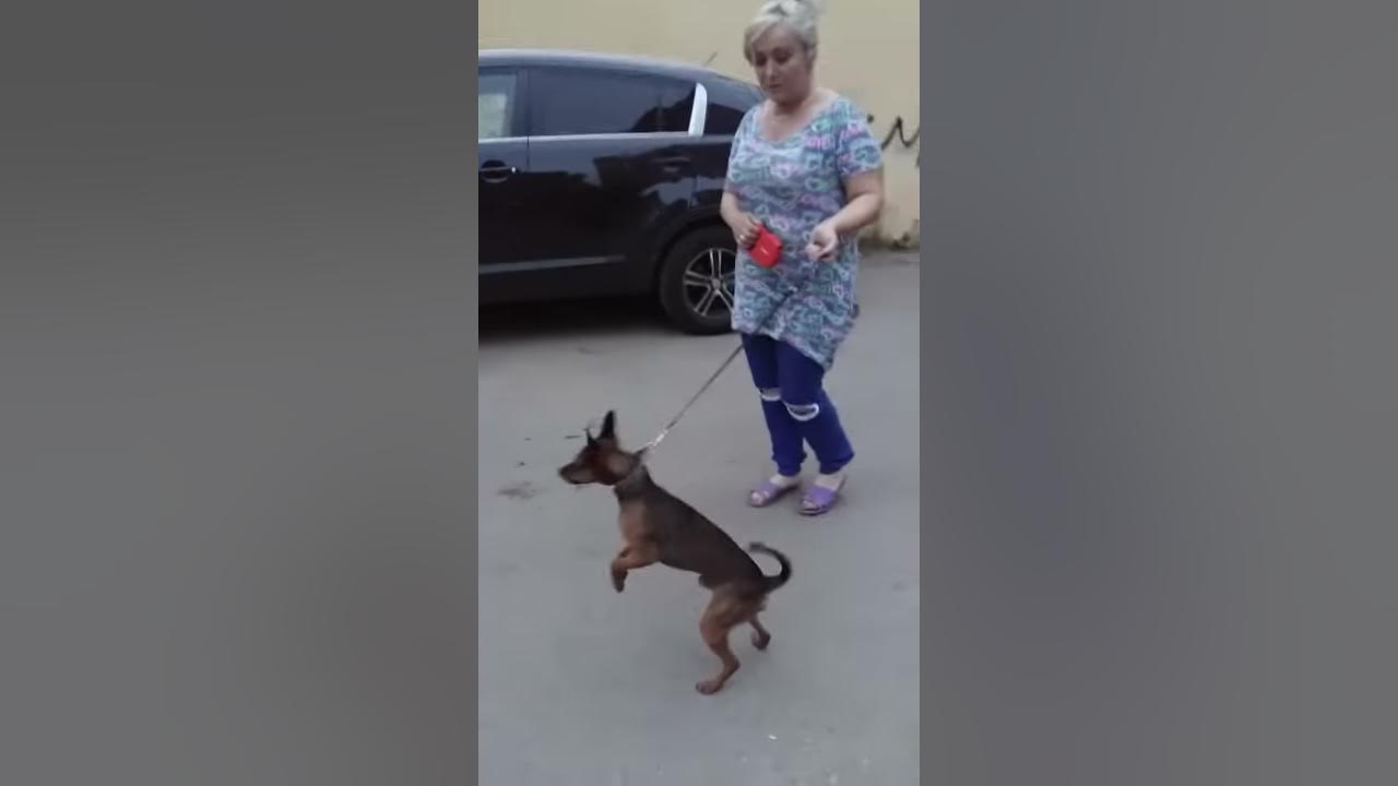 Собака Чопик - YouTube