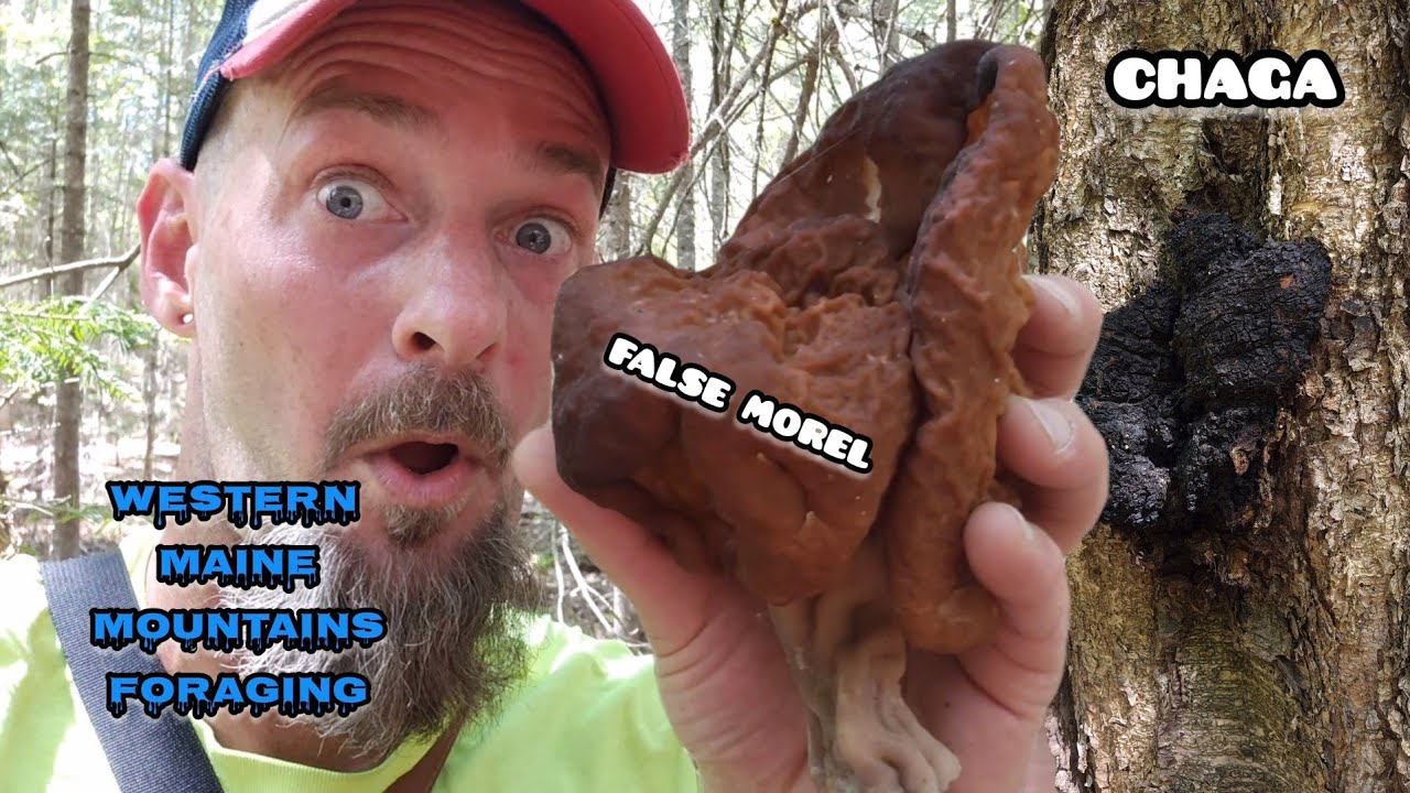 Western Maine Mountains Foraging Chaga and a Secret Waterfall - YouTube