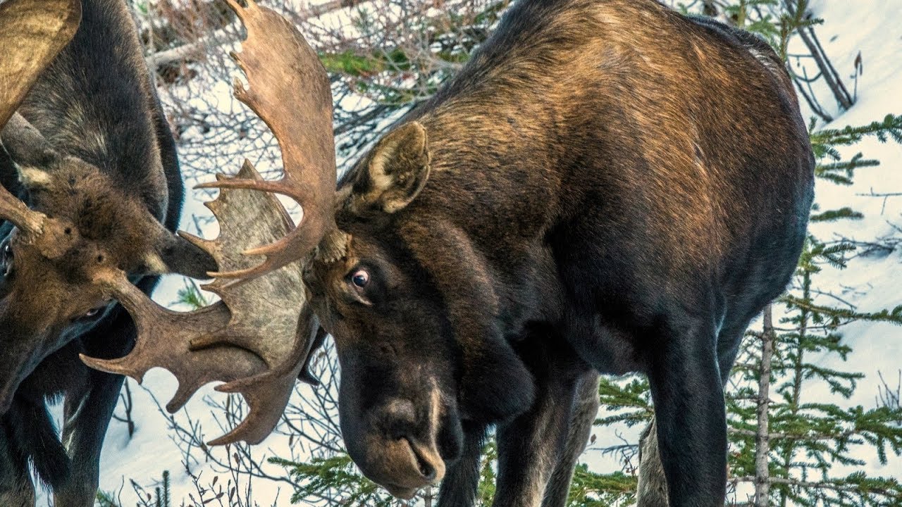 2 Bull Moose Engaging in Some Sparring Tonight - YouTube
