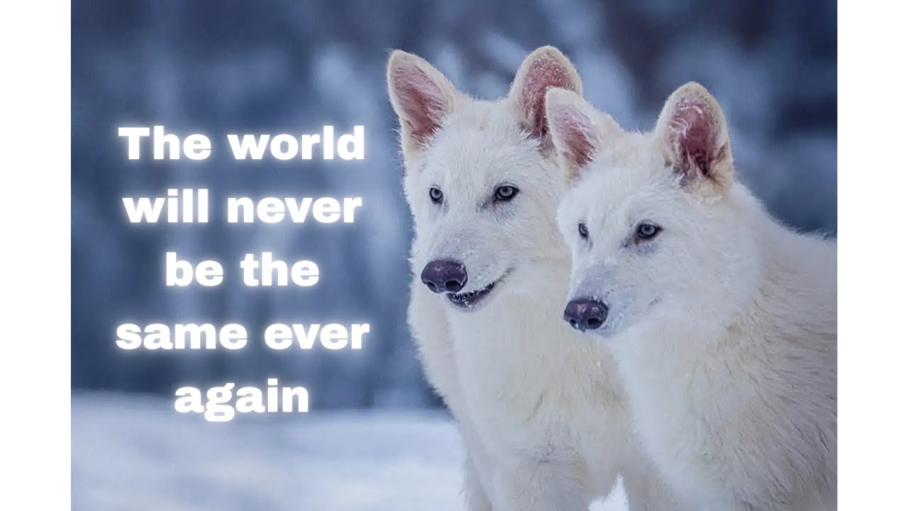 Colossal revived Dire Wolves! (mostly) - YouTube