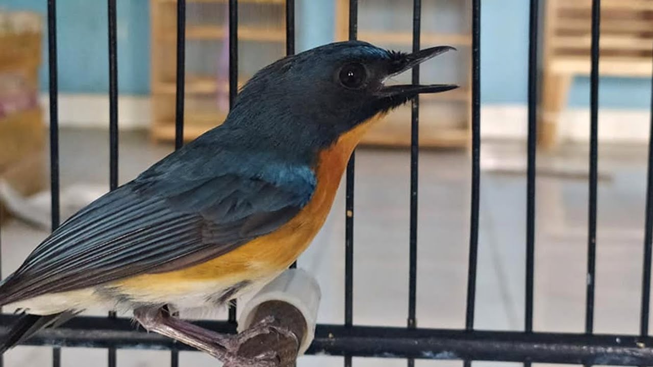 Sikatan Bambu Jantan GACOR - Pancingan TERBAIK Bikin Tledekan & SRDC ...