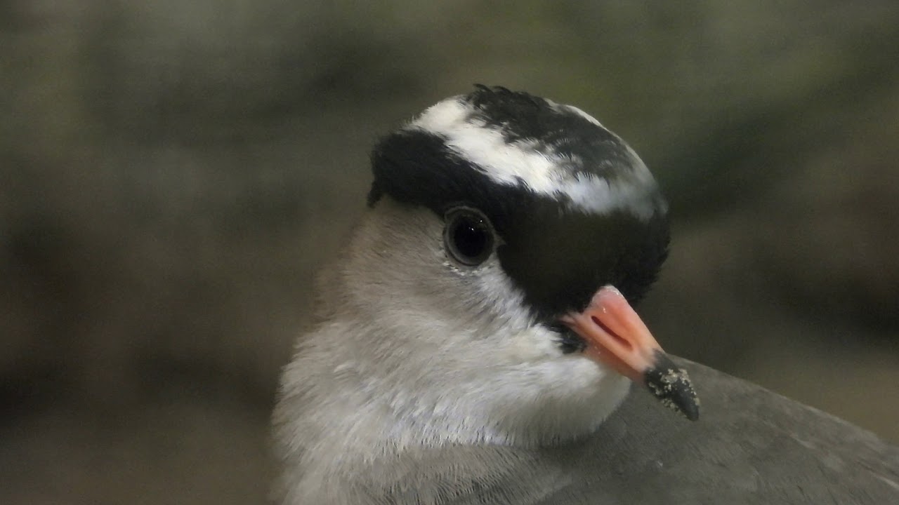 The beak of the Crowned Lapwing - YouTube