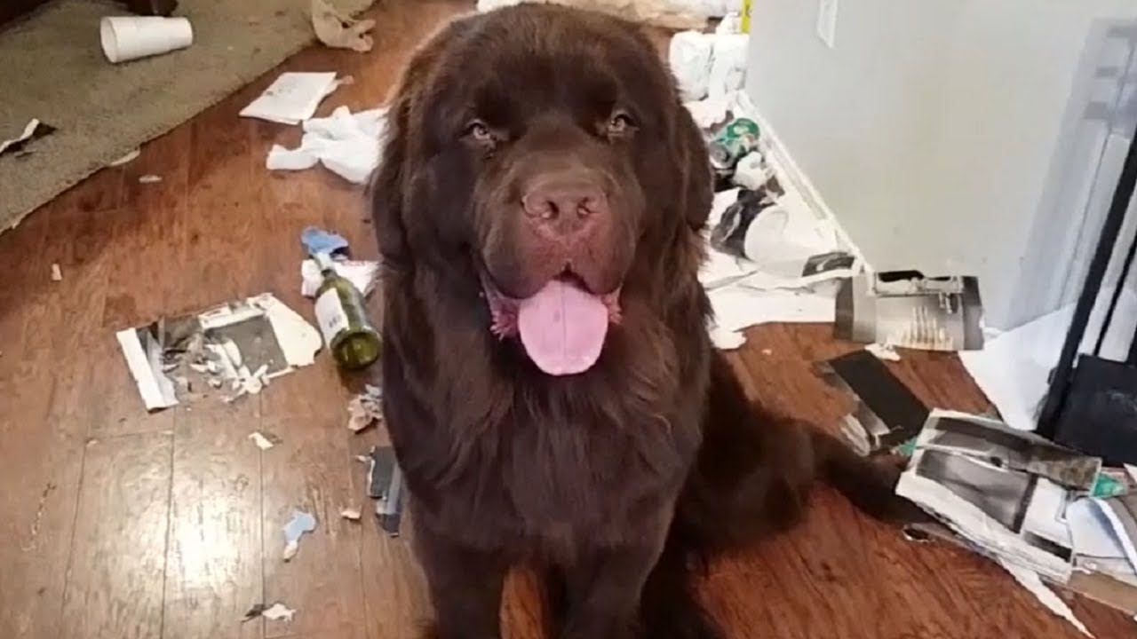 Massive Newfoundland feels no guilt after creating huge mess - YouTube