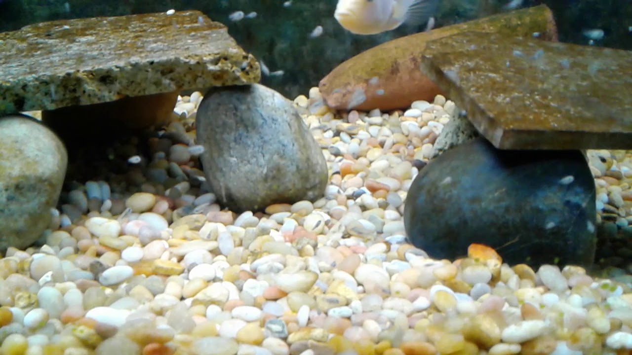 Saggitae with fry laying more eggs! - YouTube