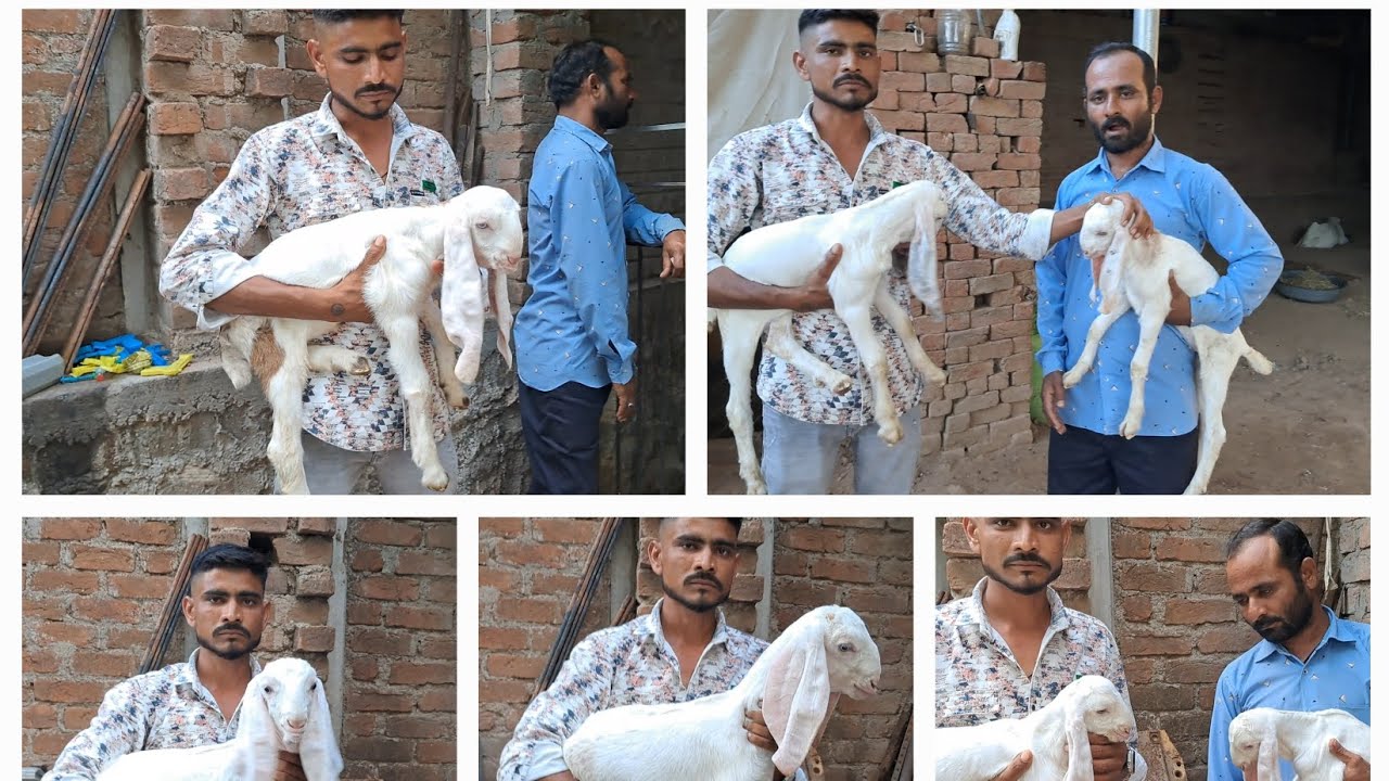 top quality goat kits for sale at halima goat farm | salim bhai ka ...