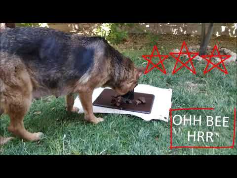 ASMR BELLA | GERMAN SHEPHERD