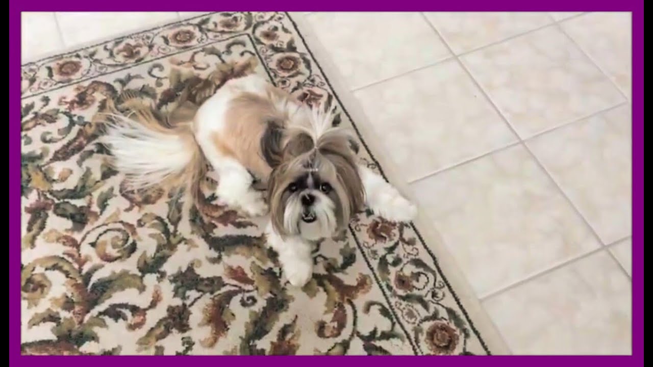 Silly Lacey doing her zoomies 💨 and twirls! 🌪🤣 | Cutest Shih Tzu dog 🐾 ...