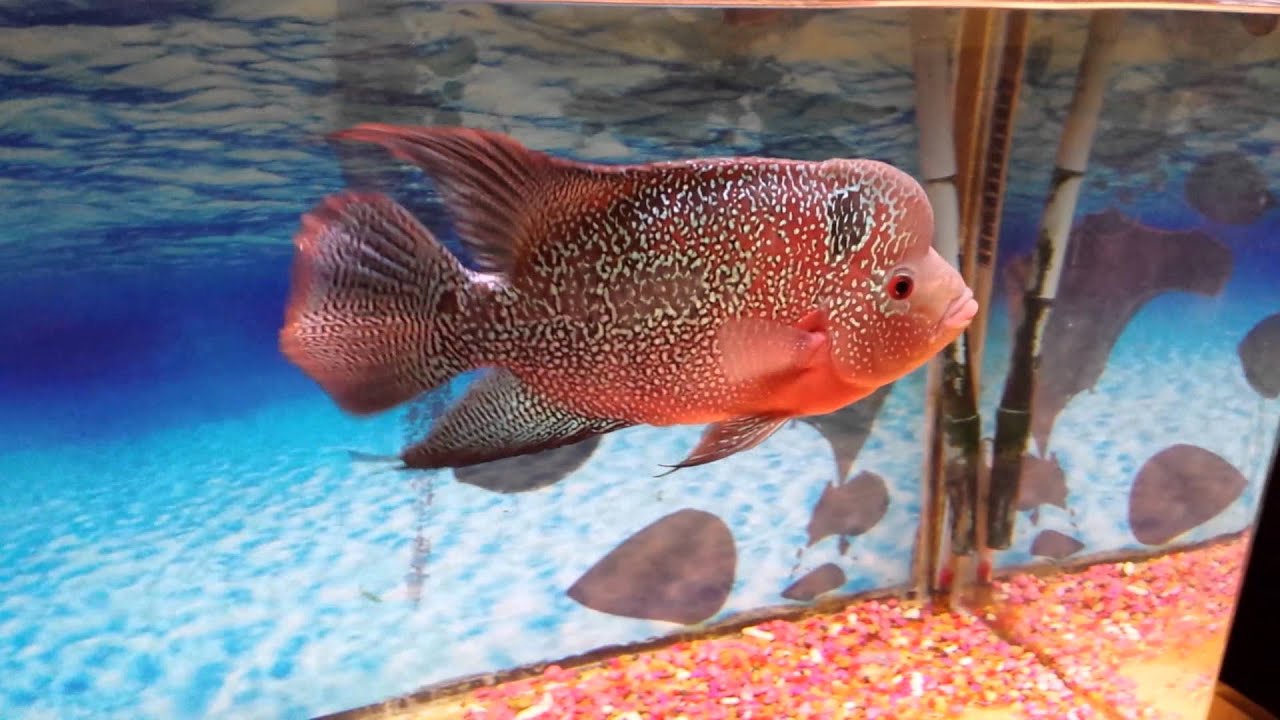 ZZ Flowerhorn 9/19/13 - YouTube