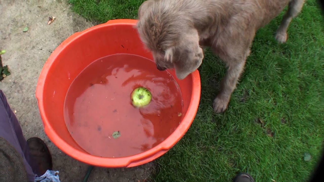 Dog Apple bobbing and Blowing Bubbles - YouTube