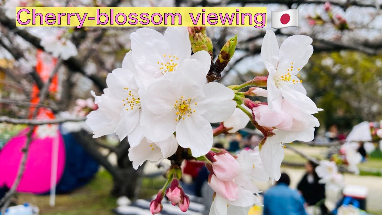お花見🌸Cherry blossom viewing🌸 HANAMI in Japan🌸Fukuoka - YouTube
