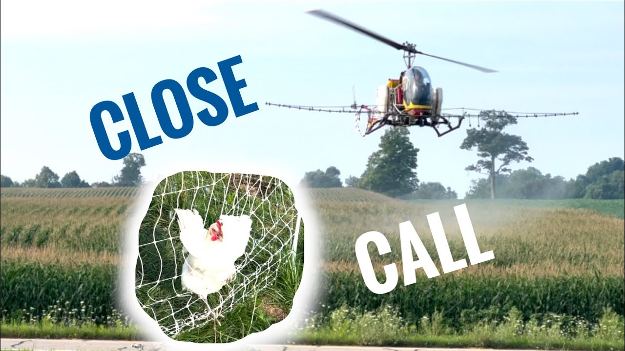 Helicopter put our hens in DANGER - YouTube