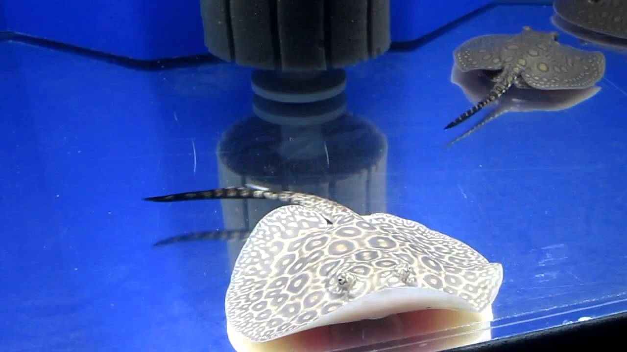 04132011 pearl ray - YouTube