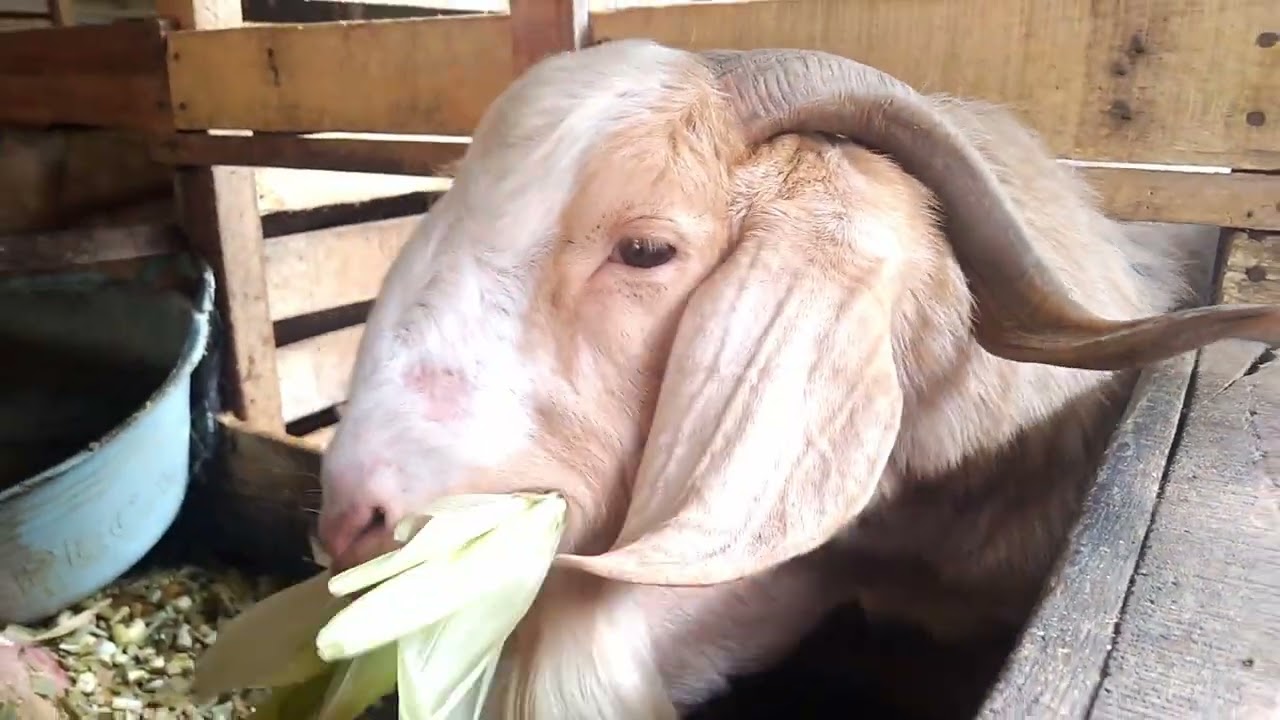 Kandang Nori Kedatangan 2 Ekor Cempe Cross Boer F2 - YouTube