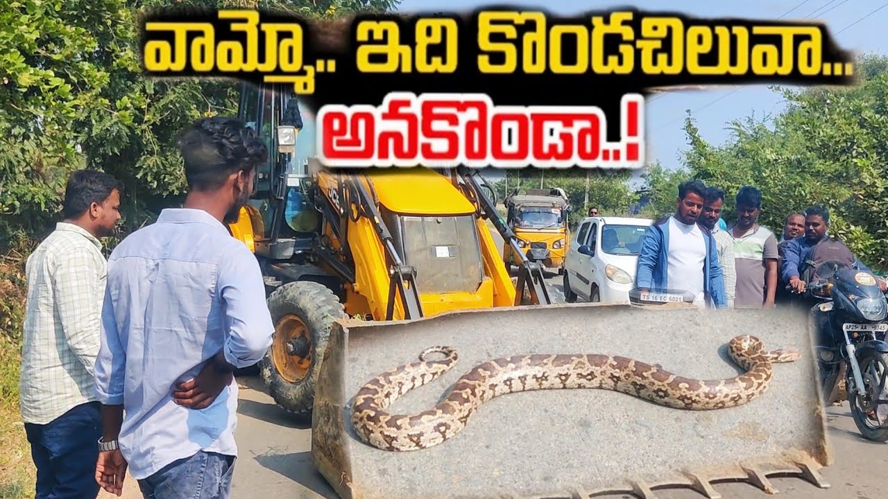 #Indian Rock python snake Rescue contact 7396969617 - YouTube