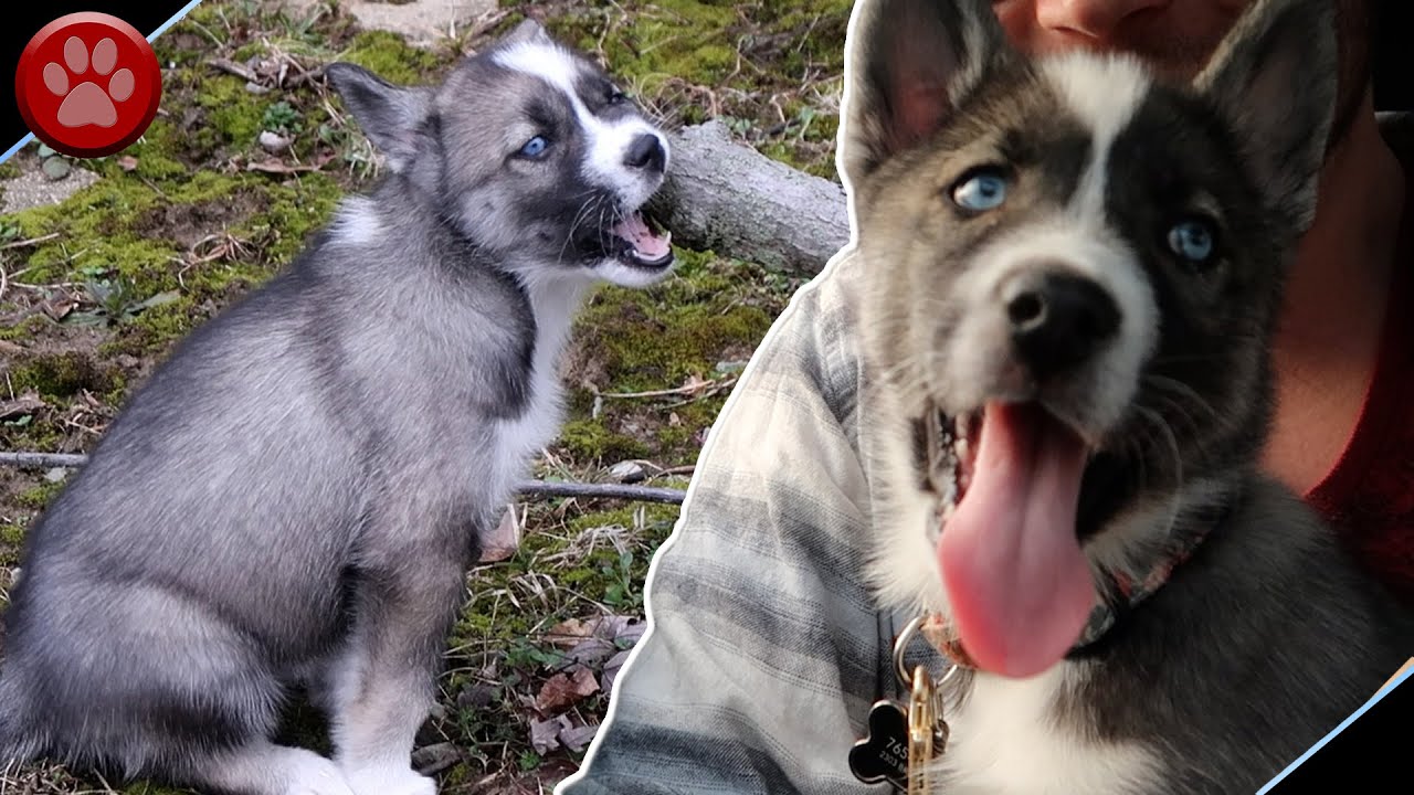 FREYA THE HUSKY PUPPIES BIG DAY! - YouTube